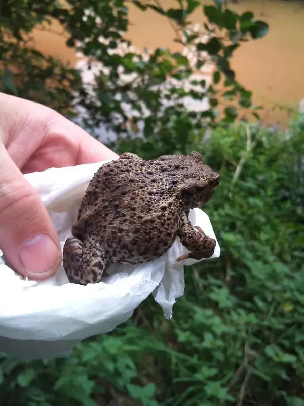 demon toad from hells gate.... | Retrobike